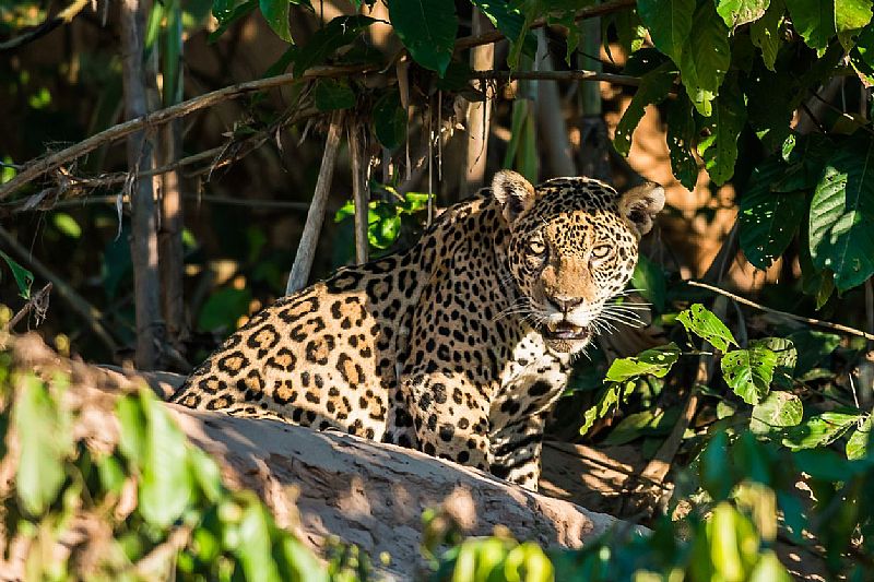 El Parque Nacional Del Manu